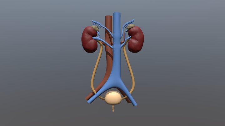 Urinary-system 3D models - Sketchfab