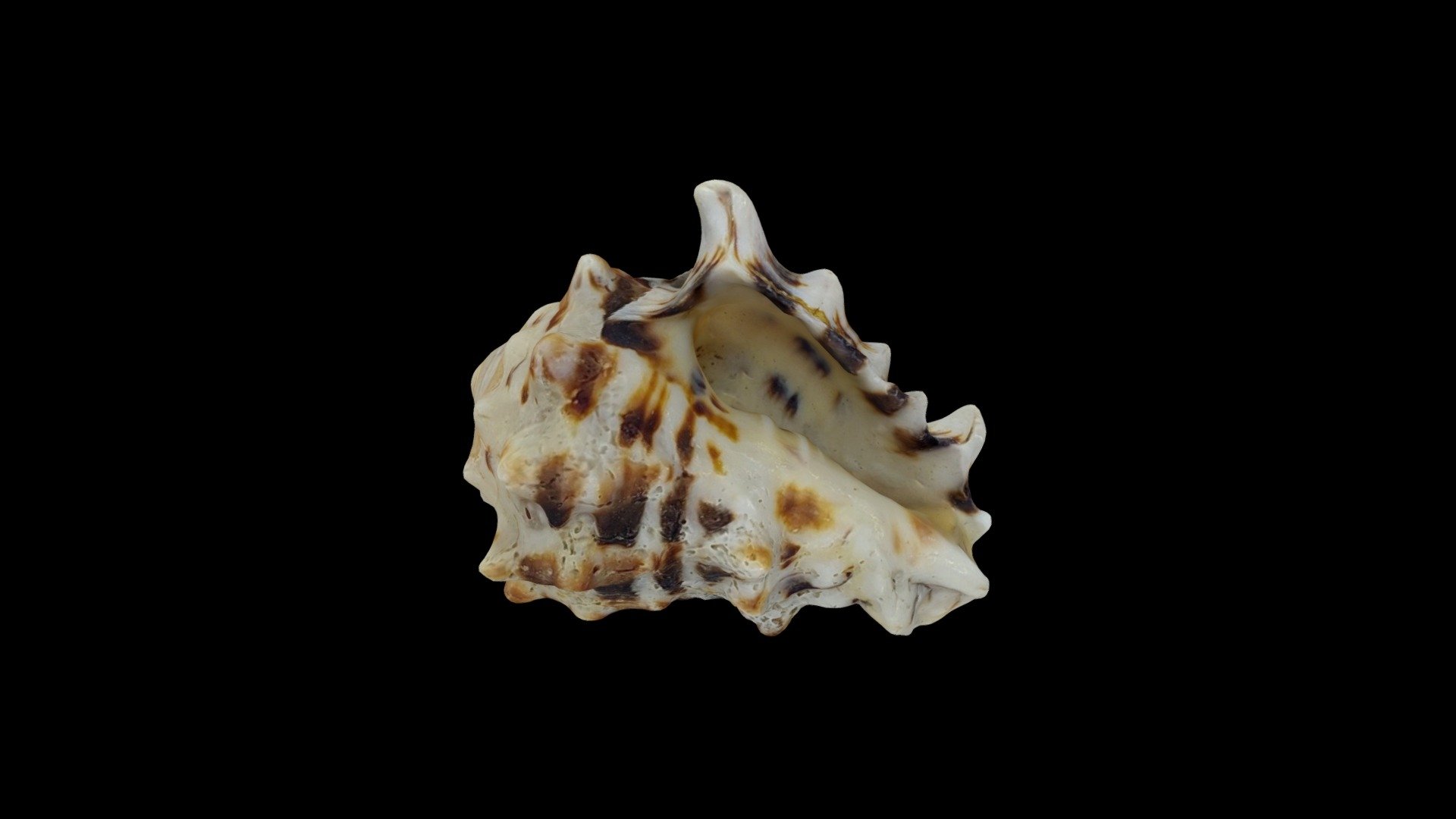 Vasum turbinellus - 3D model by latedcapuerj [4ca080d] - Sketchfab