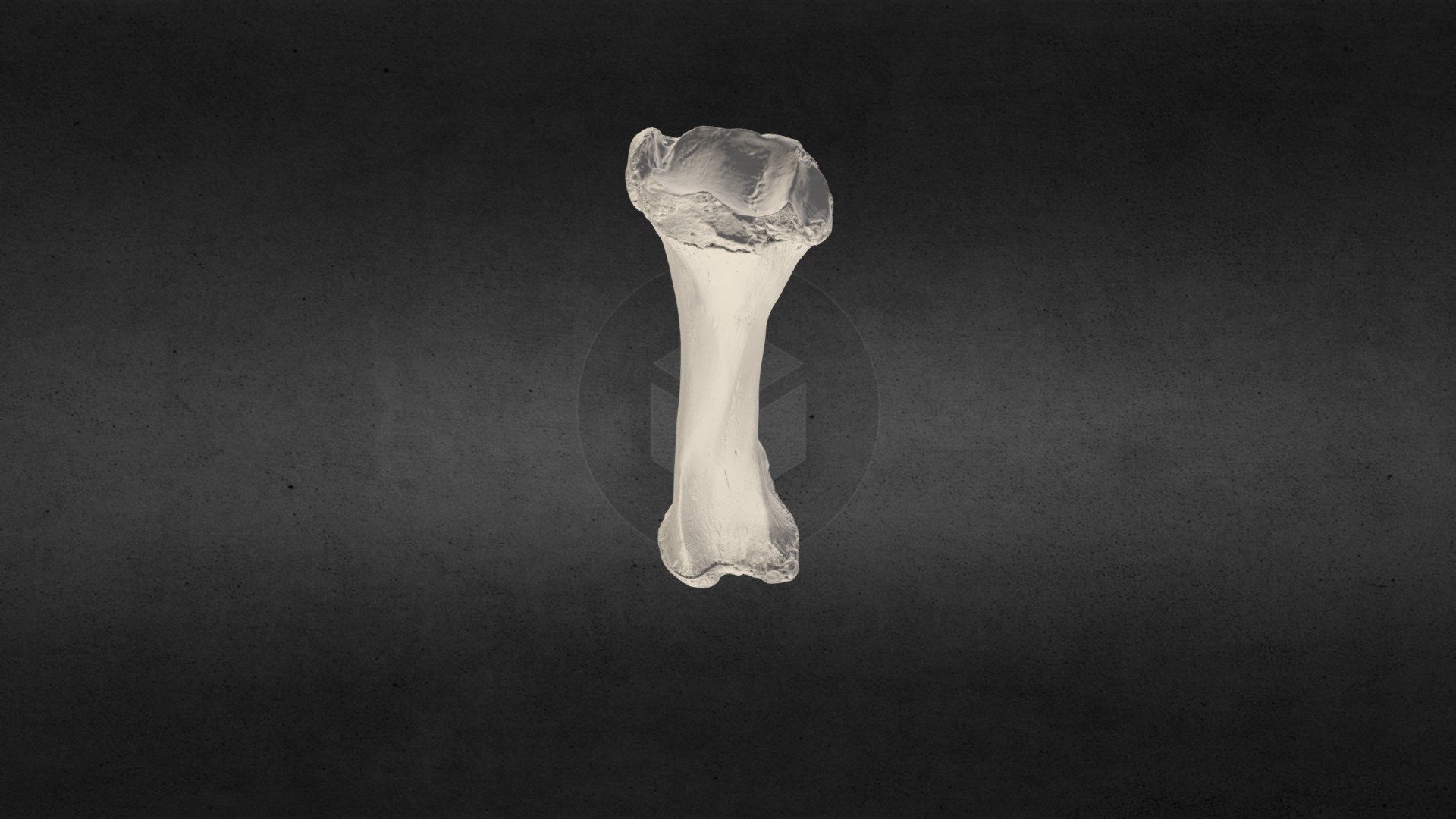 Loxodanta africana (elephant) Left Tibia - Download Free 3D model by ...