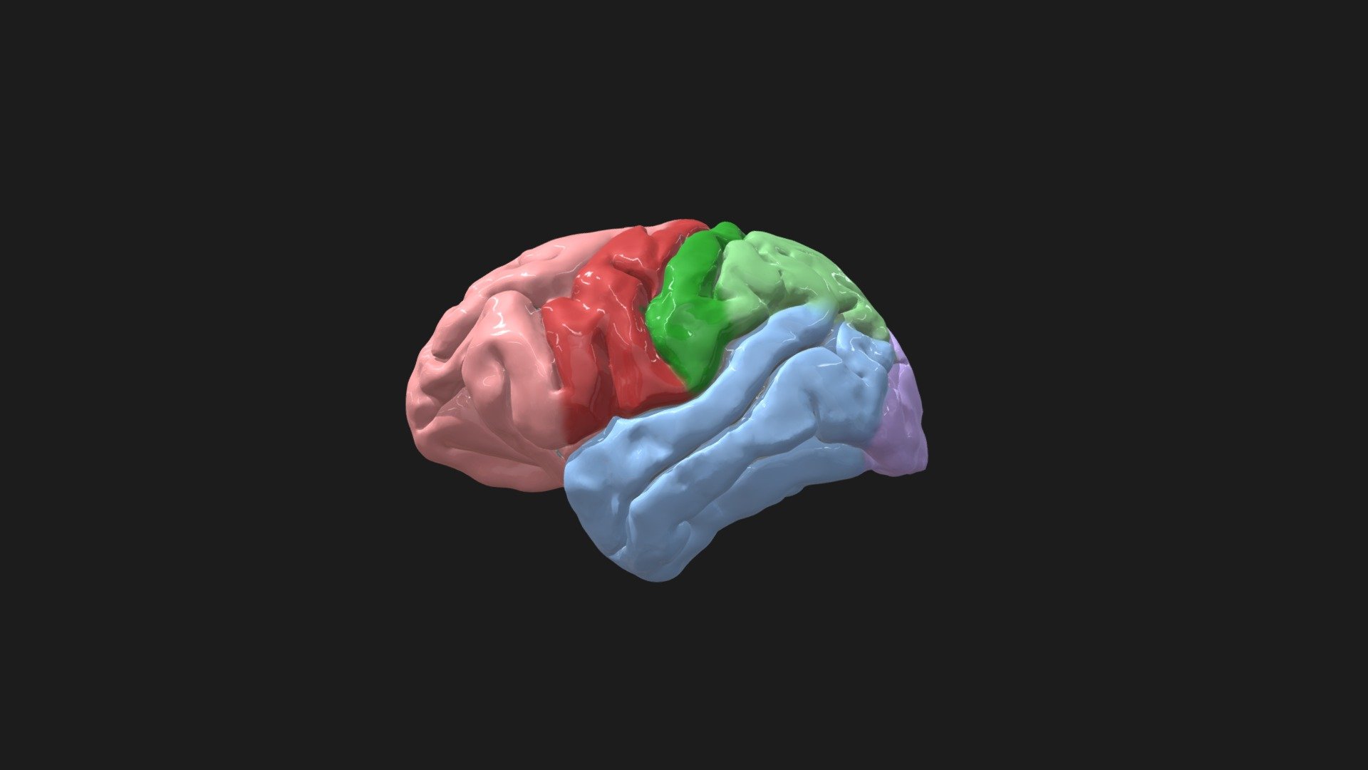 Bonobo Brain Labeled - Download Free 3D model by VISIBLE APE PROJECT ...