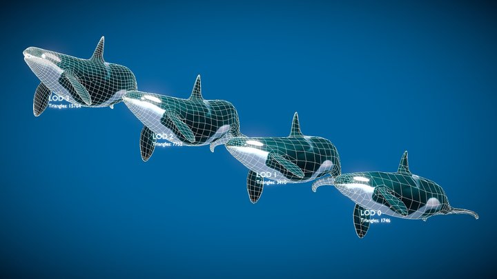 Orca 3D models - Sketchfab