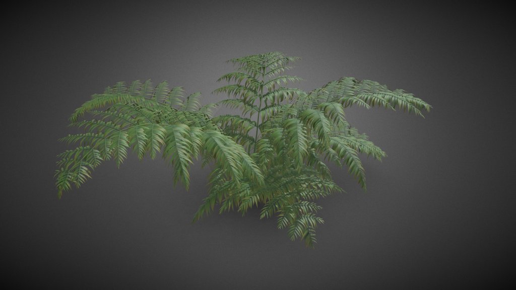 Fern - A 3D model collection by shengmark - Sketchfab