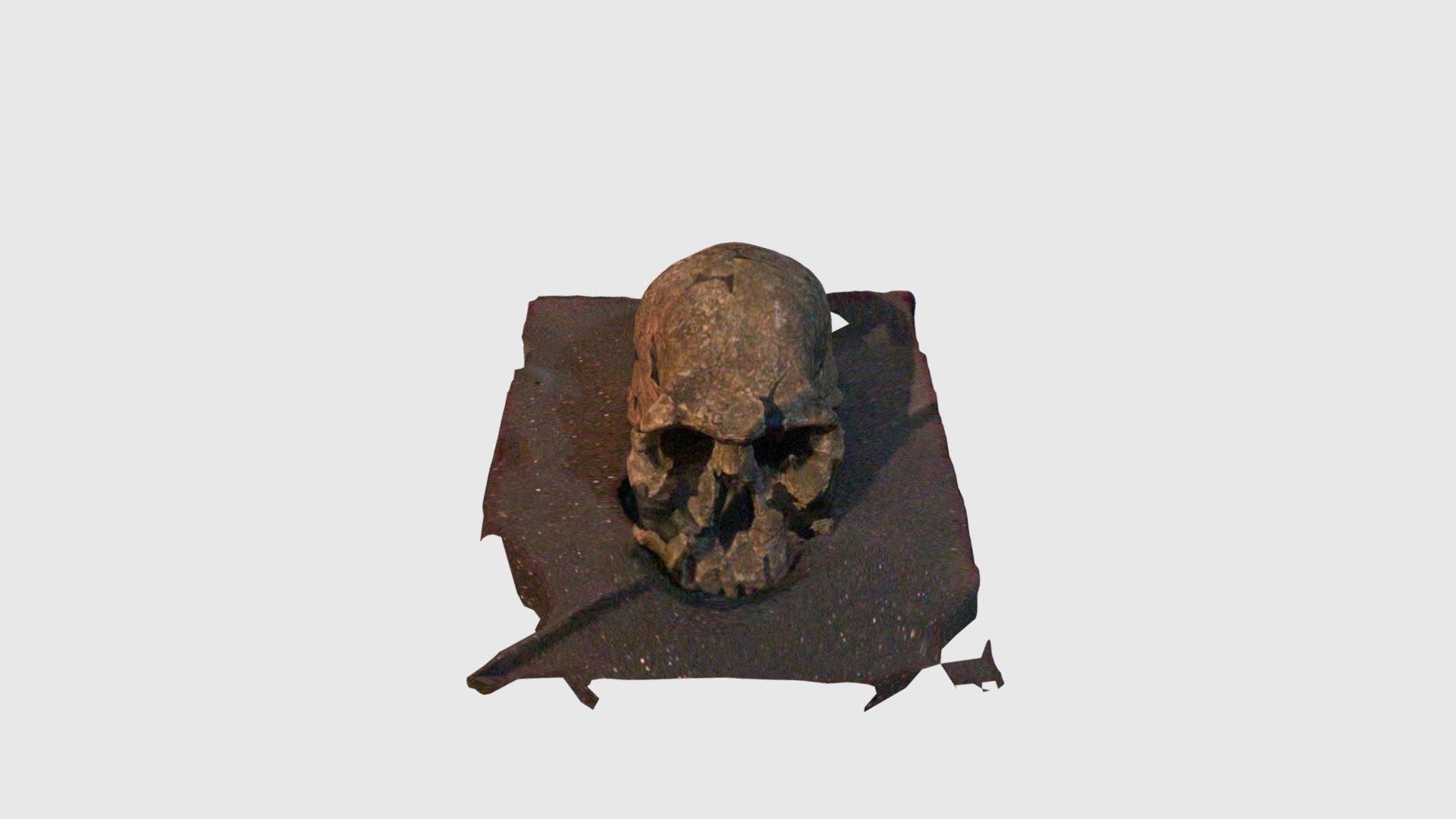 HOMO ERECTUS - Download Free 3D model by Jiwe Studio (@jiwestudio ...