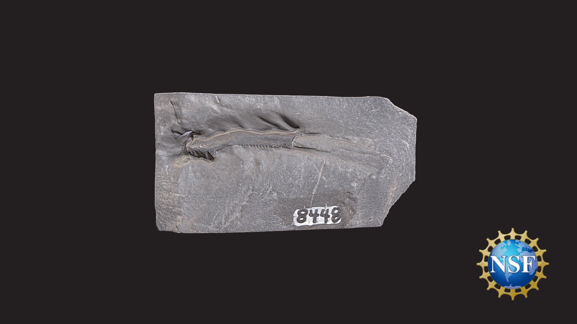 CMNH 8448 Micro Arthrodire Infragnathal - 3D model by Cleveland Museum ...