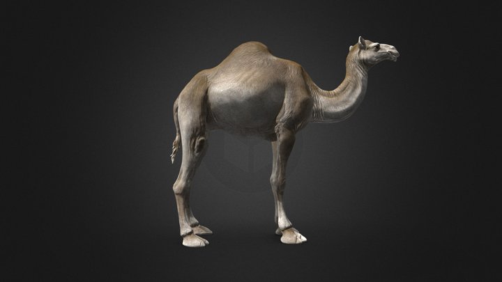 Camel 3D models - Sketchfab