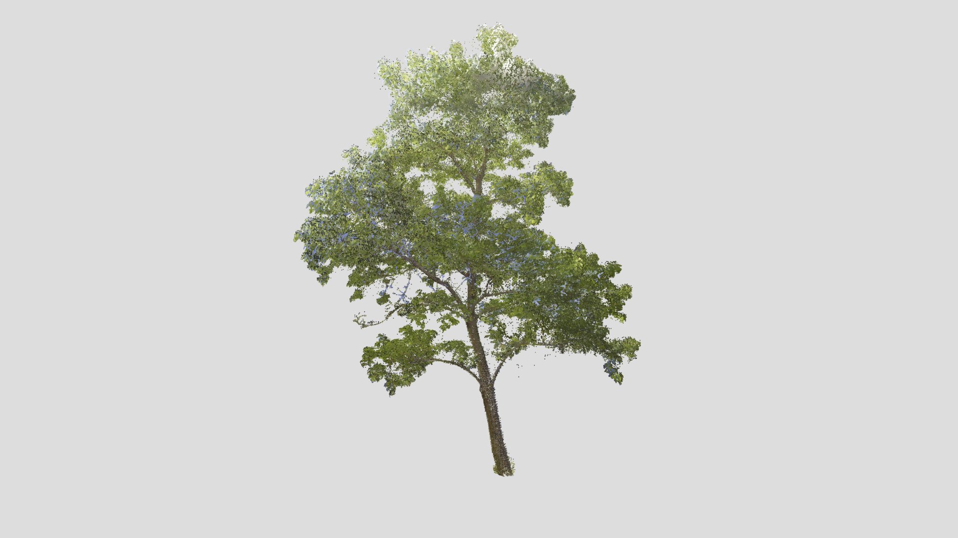 Tree Point Cloud - Buy Royalty Free 3D model by magnum_opus (@tree ...