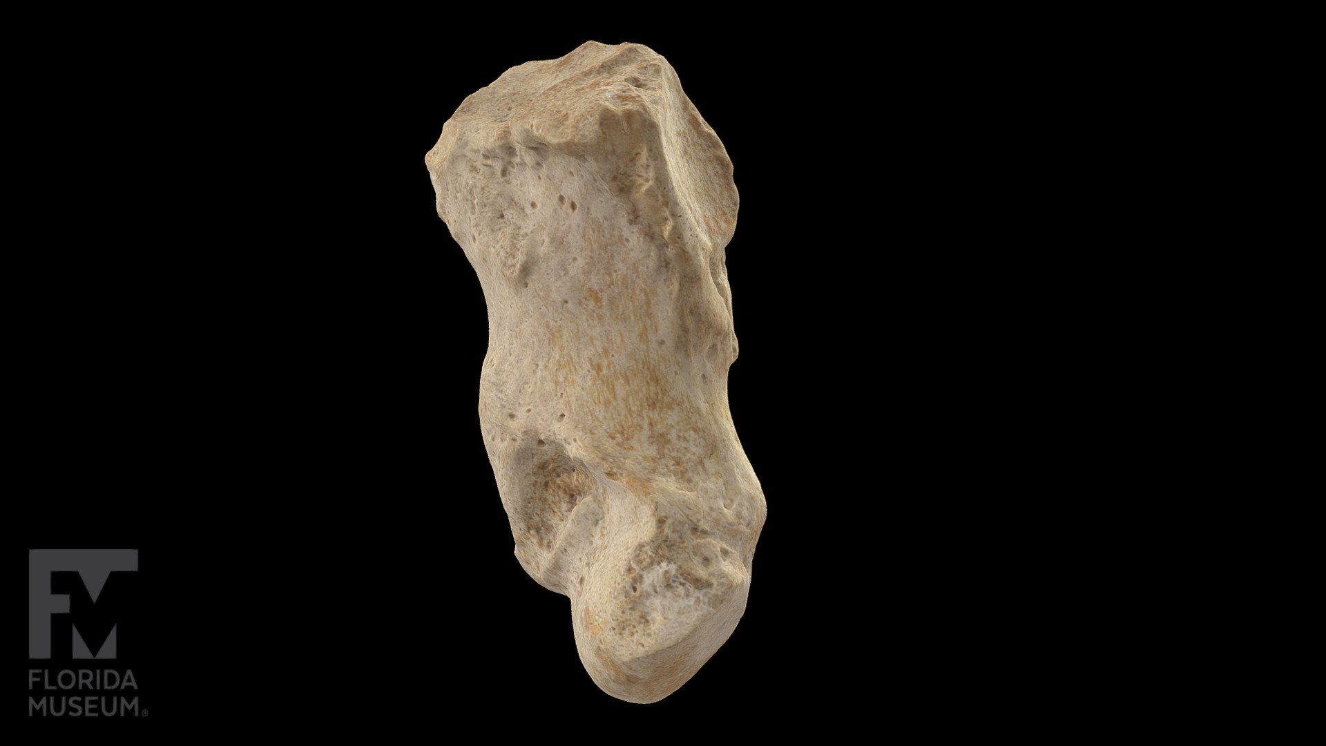 Ground Sloth hand bone fossil (UF 287629) - 3D model by FloridaMuseum ...