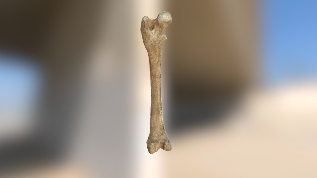 Dog Femur, Left (VCU_3D_955) - Download Free 3D model by Virtual ...