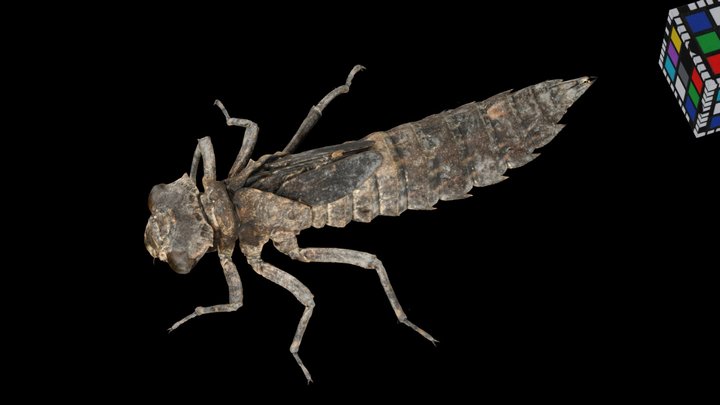Larva 3D models - Sketchfab