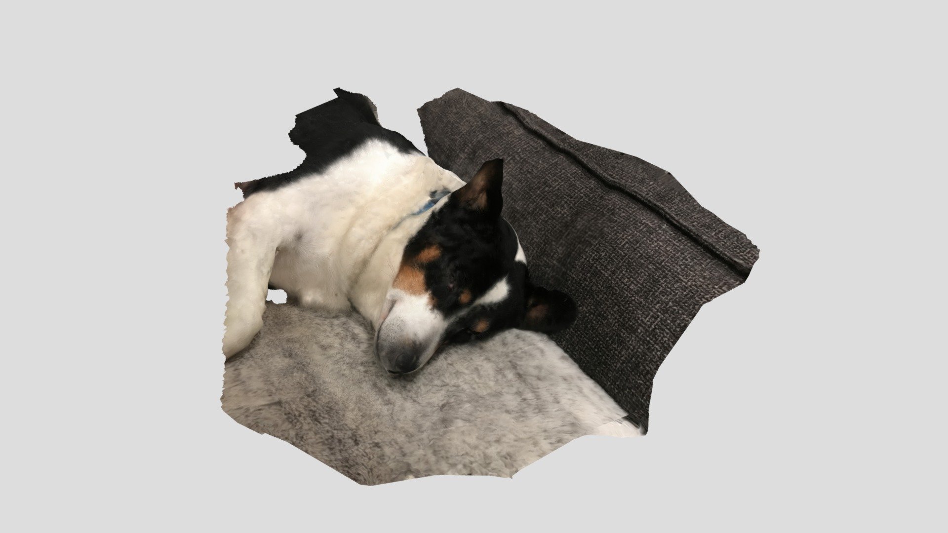 My Dogs Head Scan - Download Free 3D model by KevinLongtime [4cd2428 ...