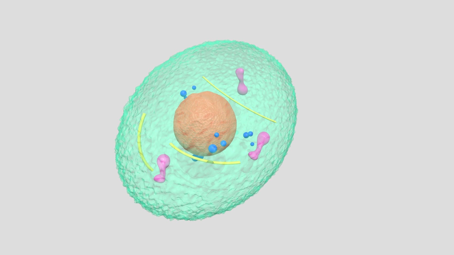 Simple cell with organelles - 3D model by sebsacuna [4cd2b42] - Sketchfab