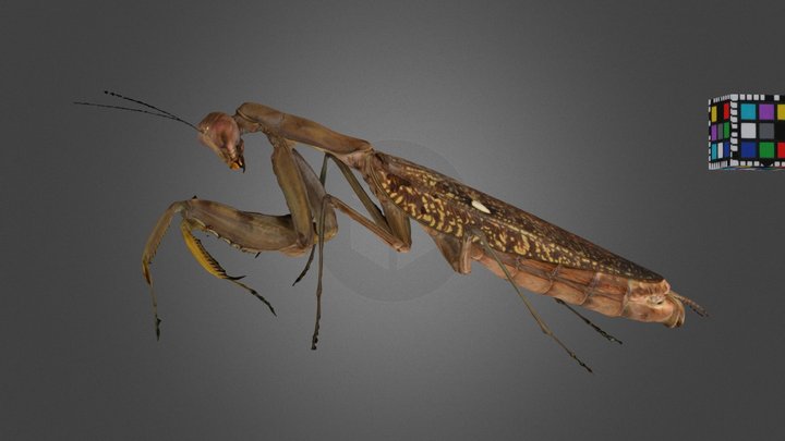 Mantis 3D models - Sketchfab