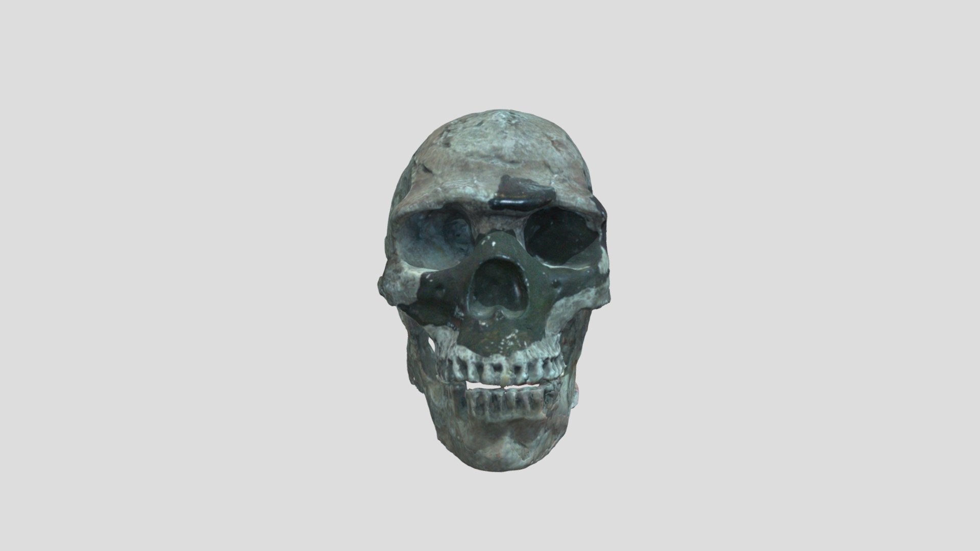 Homo erectus - 3D model by Online Learning Media Studio (@olapeditor ...