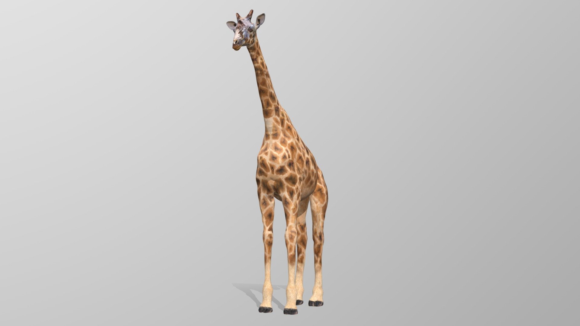 giraffe - 3D model by AmeliaStyś (@amelia872346) [4cd908d] - Sketchfab