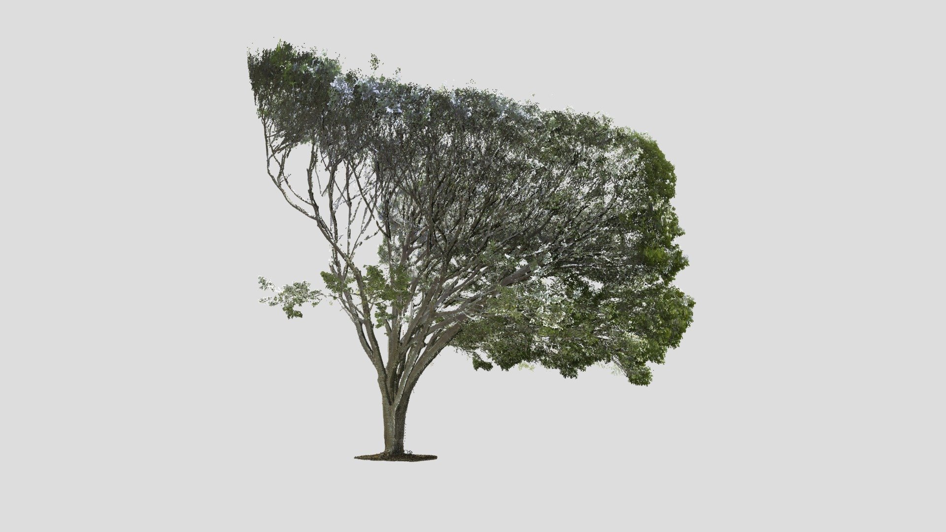 Tree Point Cloud - Buy Royalty Free 3D model by magnum_opus (@tree ...