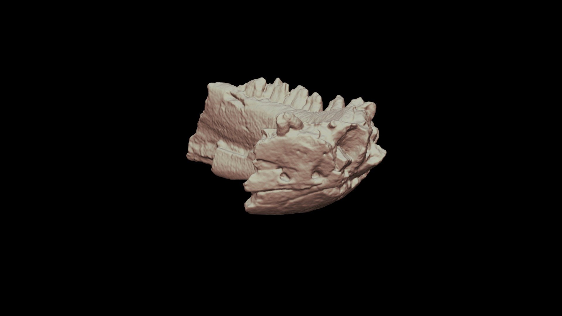 Arctodictis Munizi (11-85) - 3D model by Museo de La Plata, Argentina ...