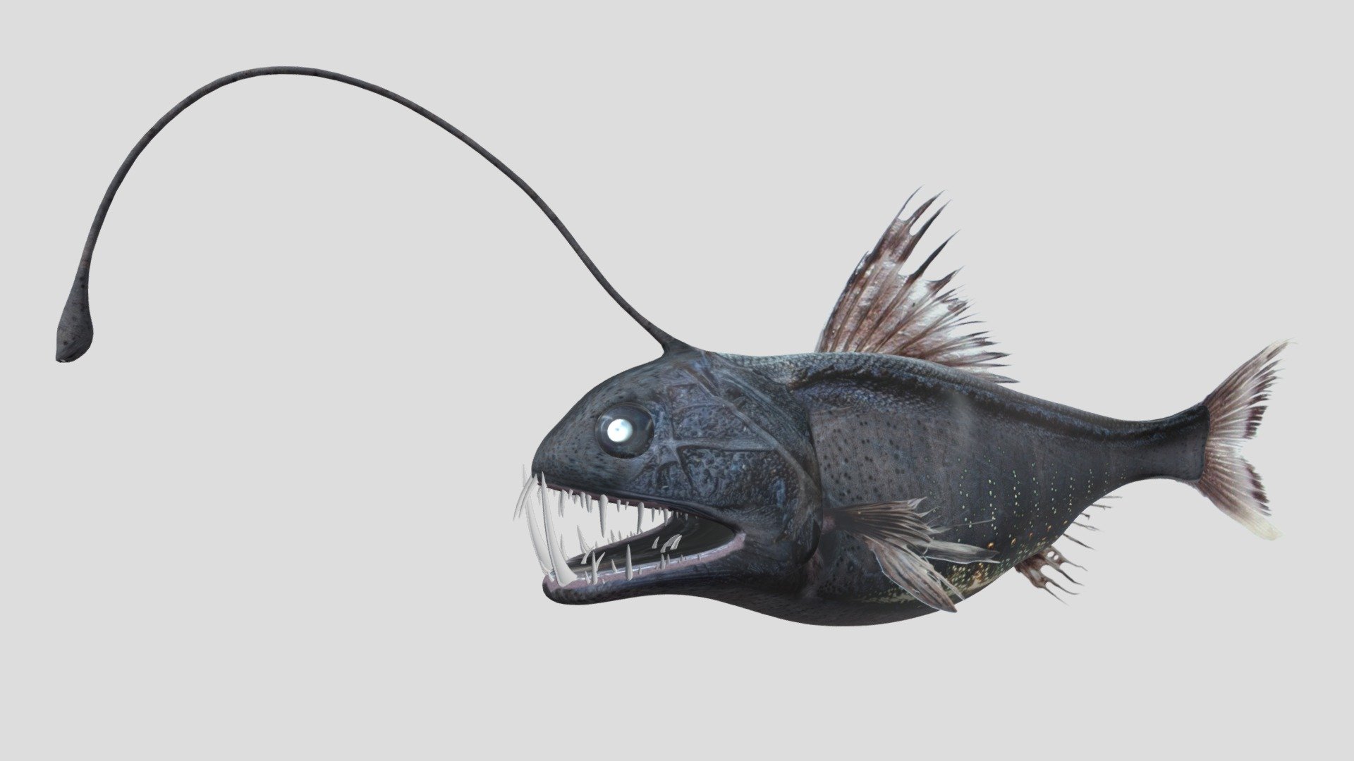 Angler Fish Blend - 3D model by azwaldschmidt [4ce0e80] - Sketchfab