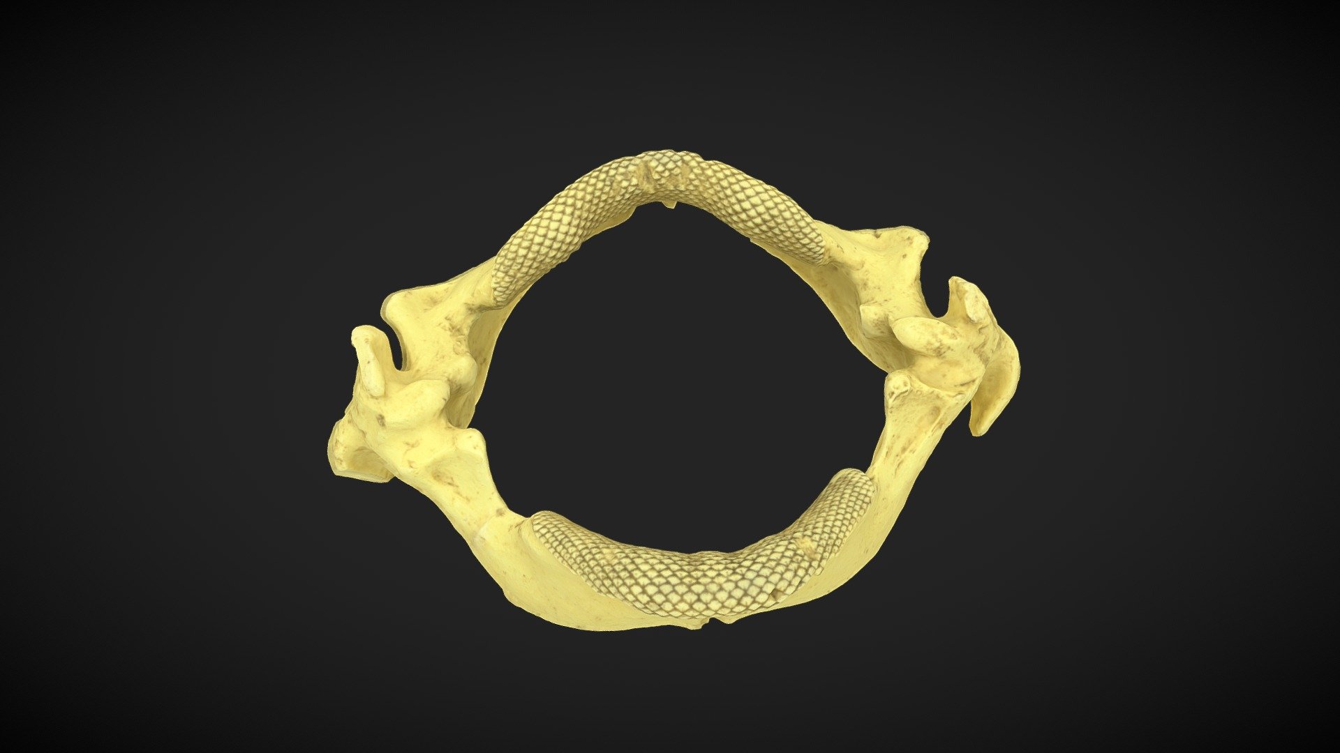 Cow Nose Ray from Fresno Chaffee Zoo - 3D model by Access the World ...