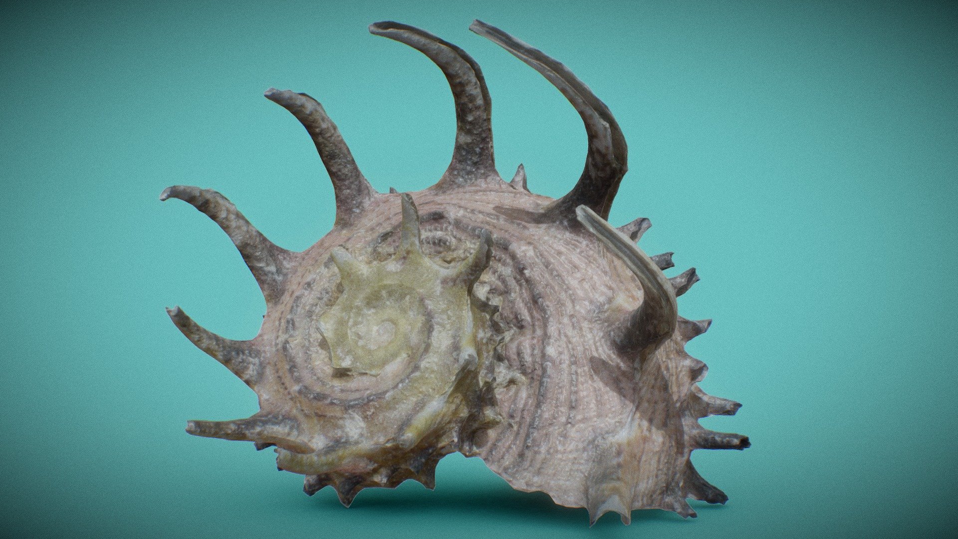 Crown Shell - Buy Royalty Free 3D model by Polygonal Miniatures ...