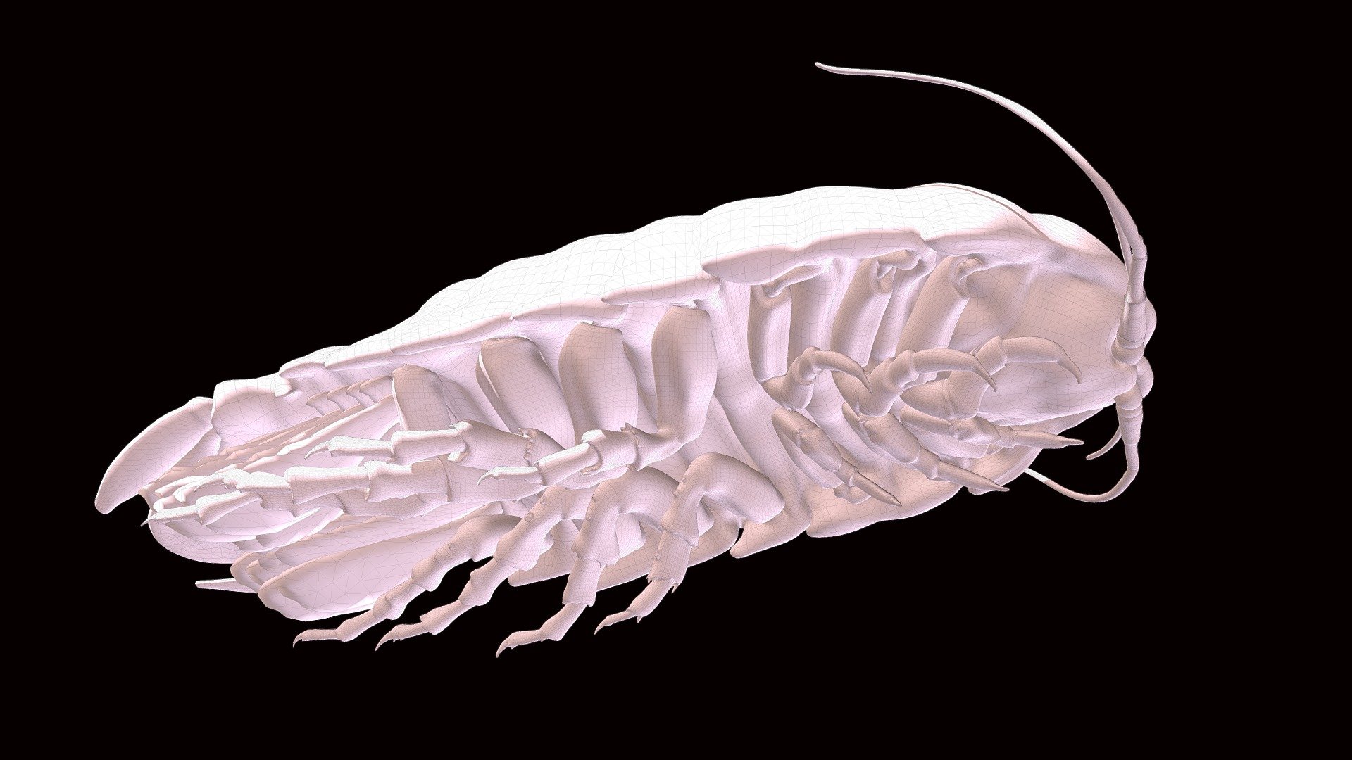 Model 103B: Deep sea Booralana isopod - Mesh - Download Free 3D model ...