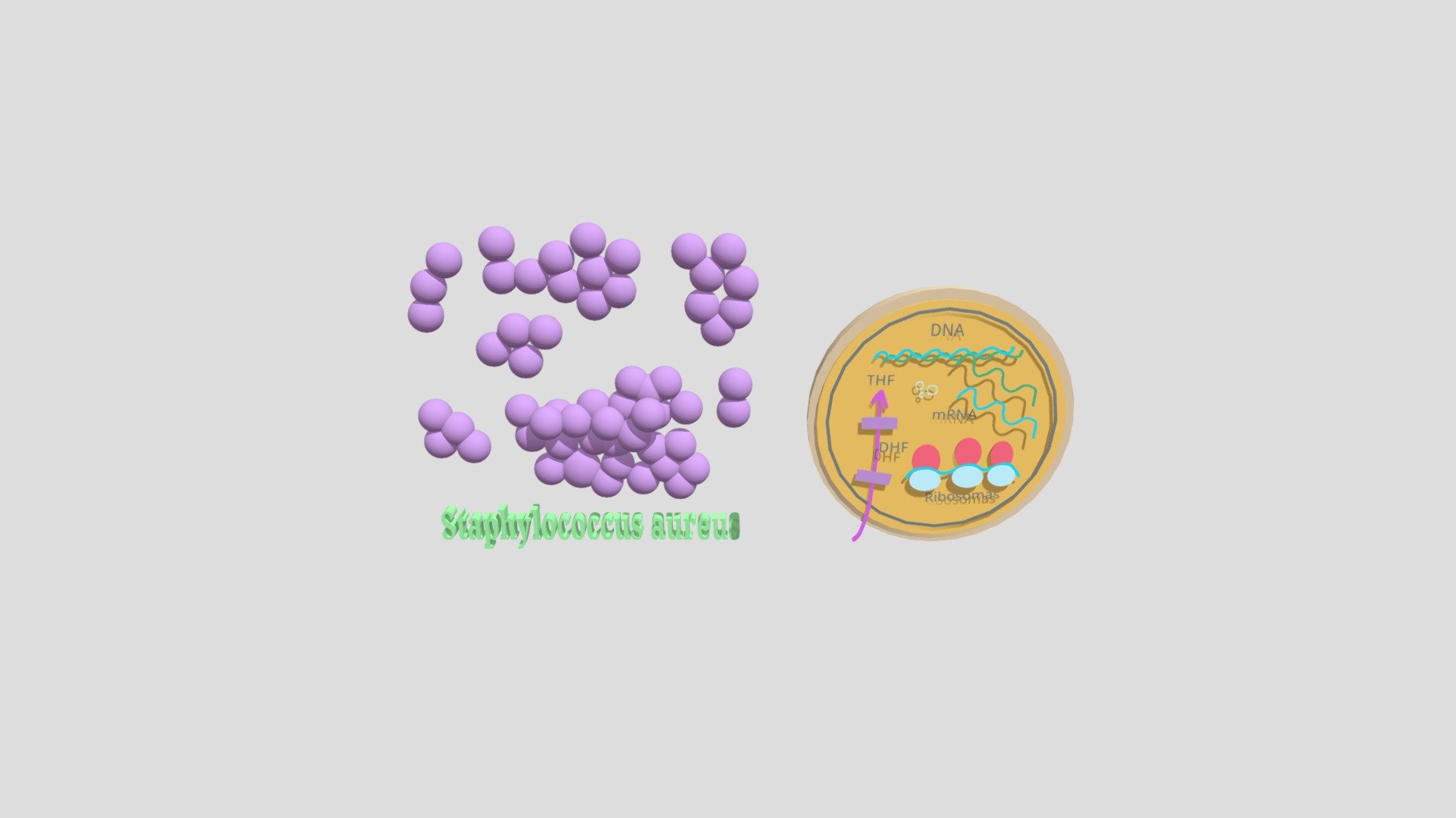 MICROUGHS_Staphylococcus_Aureus_FJF_DMR_AGC_ADT - 3D model by ffebresf ...