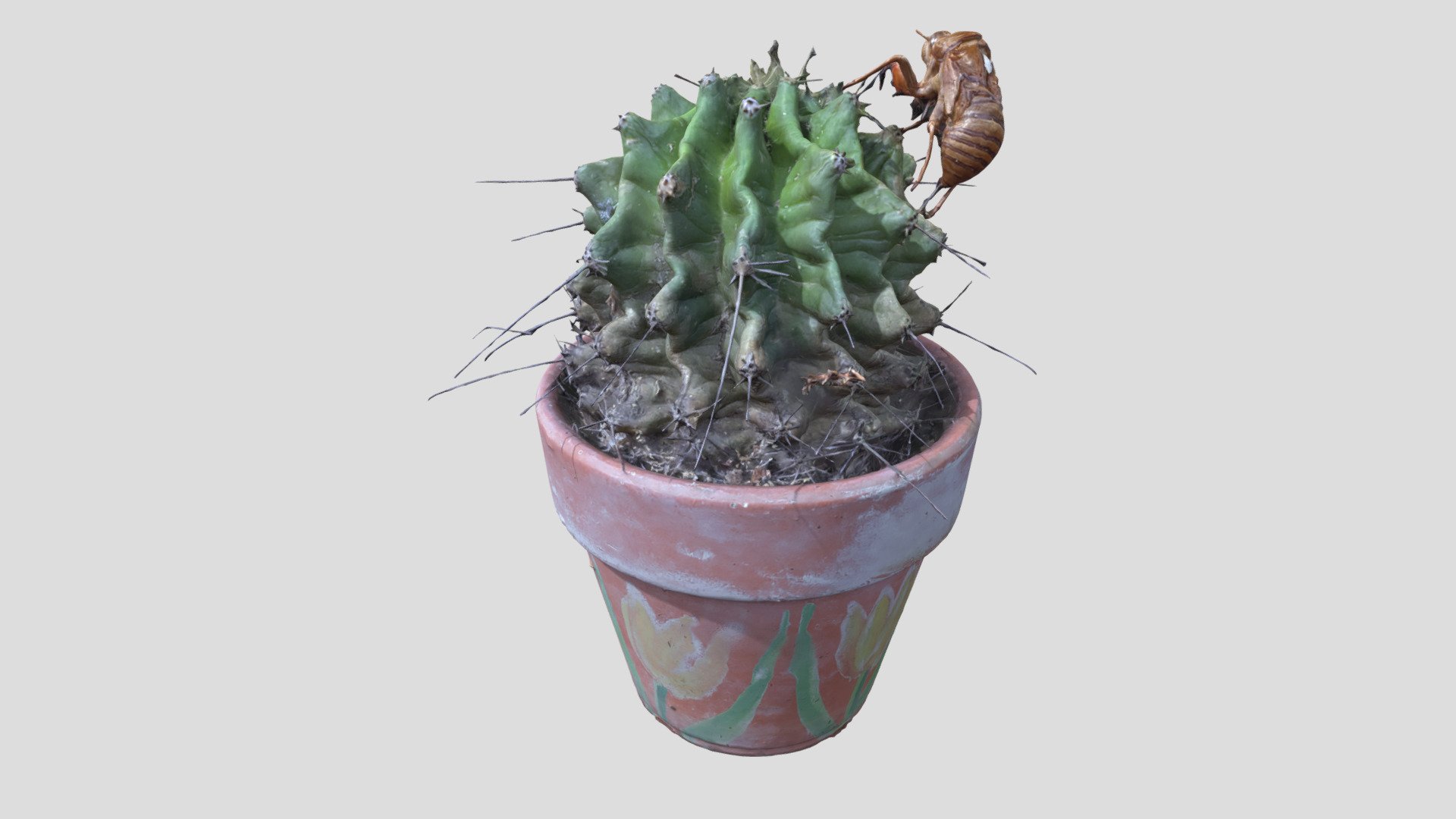 Cicada shells and cacti - Download Free 3D model by ddd (@endonoriko ...