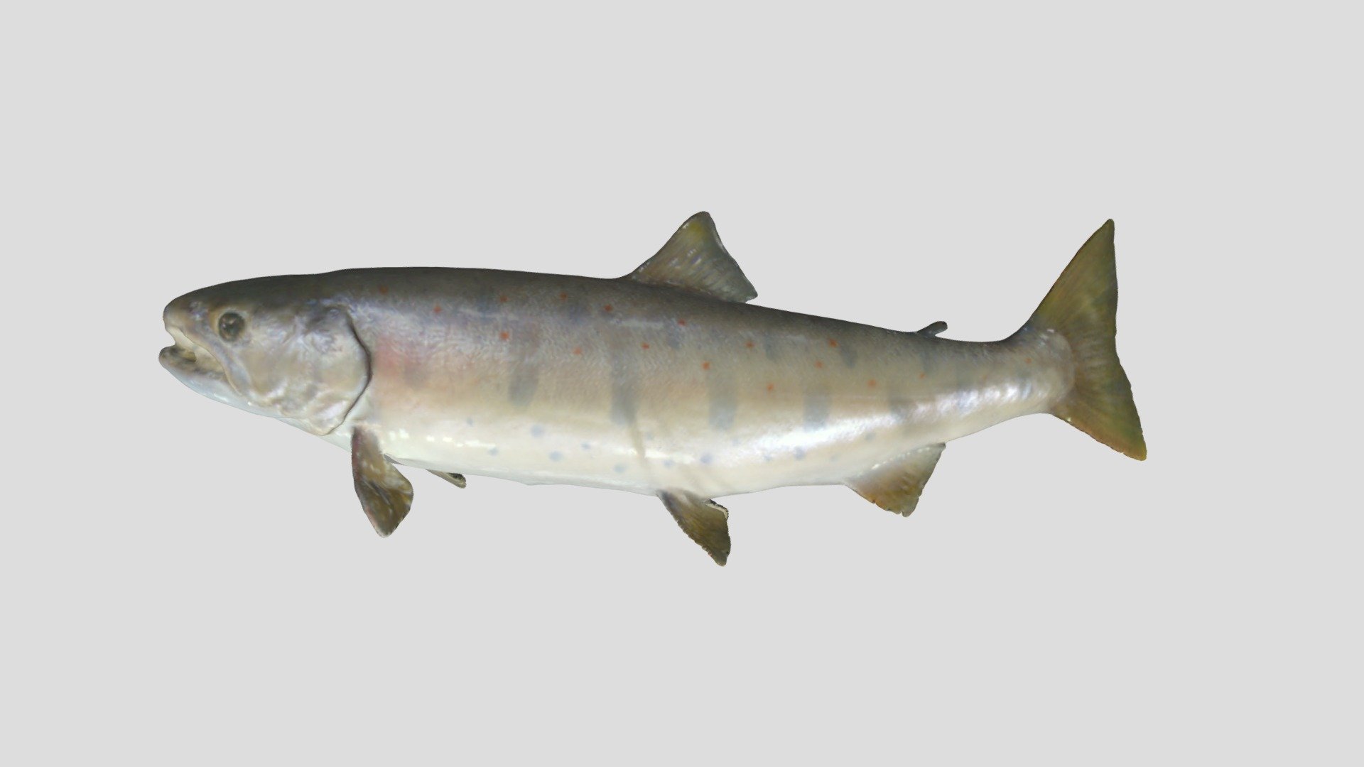 Oncorhynchus masou ishikawae_アマゴ_GMNH-VP-627 - Download Free 3D model ...