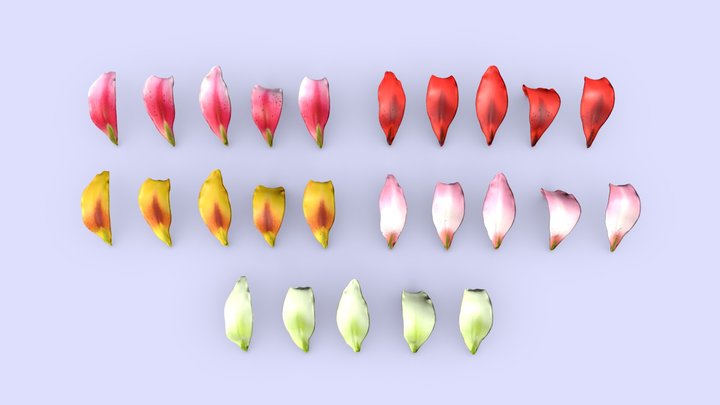 Petal 3D models - Sketchfab