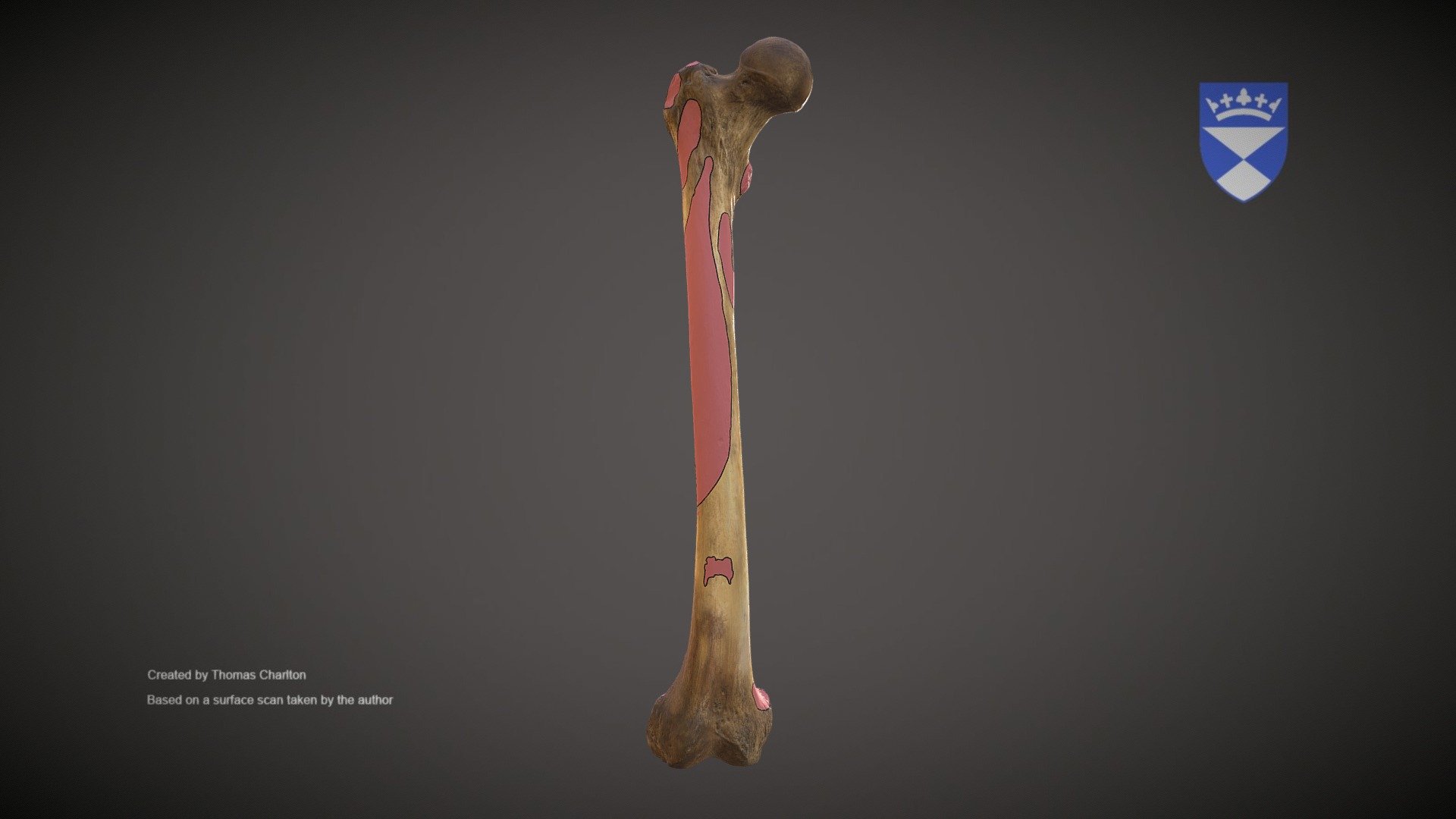 Femur with muscle markings - 3D model by University of Dundee, CAHID ...