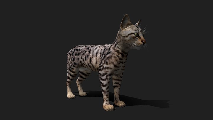 Cat 3D models - Sketchfab
