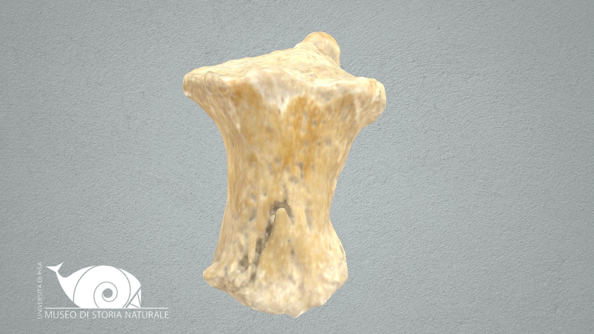 Fossil brown bear (fourth sternebra) - 3D model by Natural History ...