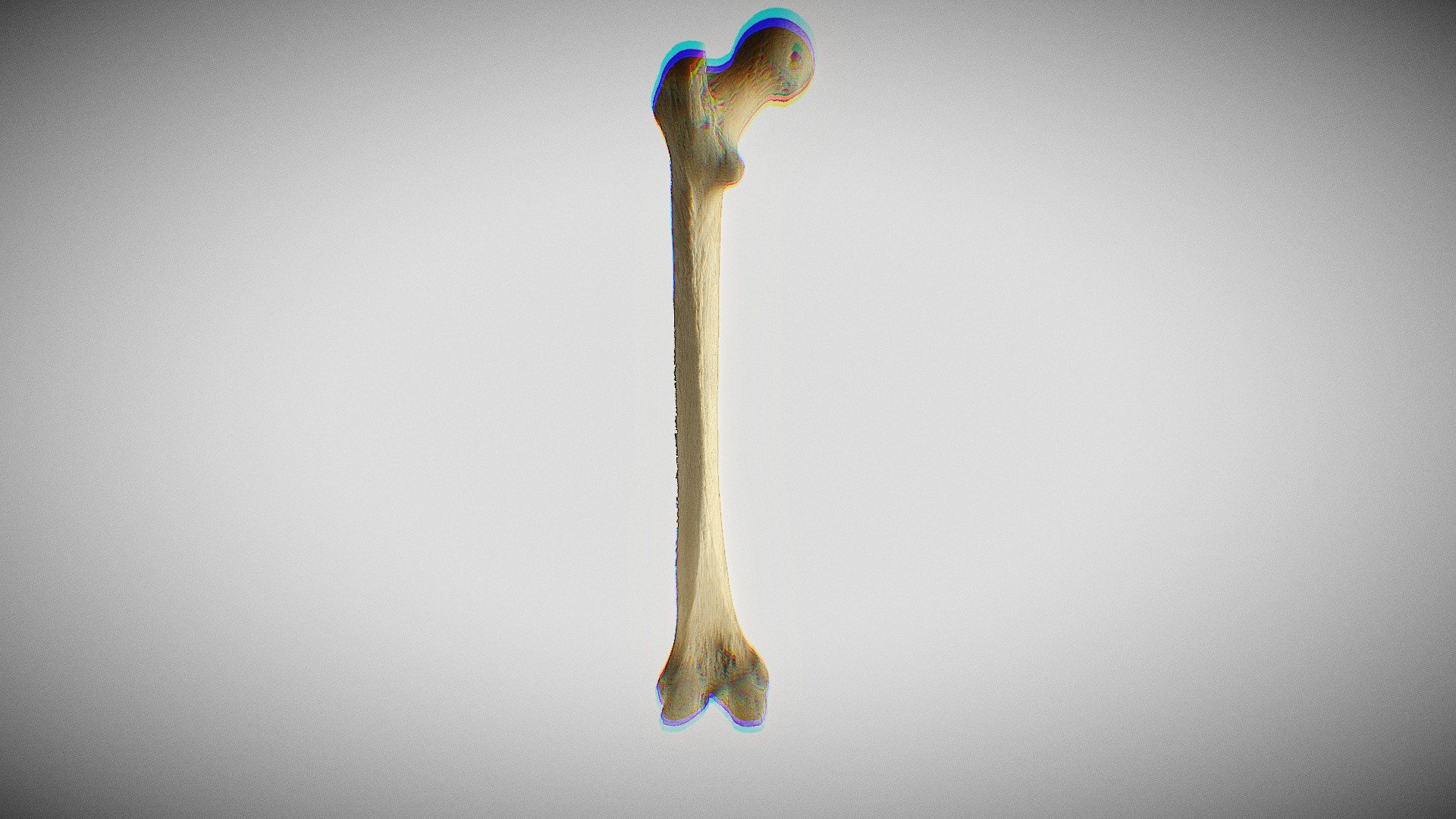 FemurHQ_noTexture - 3D model by cefire3D [4cfdee0] - Sketchfab