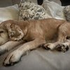 My dog - Bari 2 - Download Free 3D model by m.Avramov (@dimituravramov ...