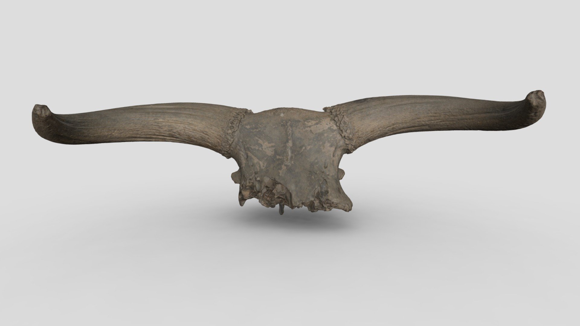 Auroch horn core (SOTLS : ti331) - 3D model by Southampton Cultural ...