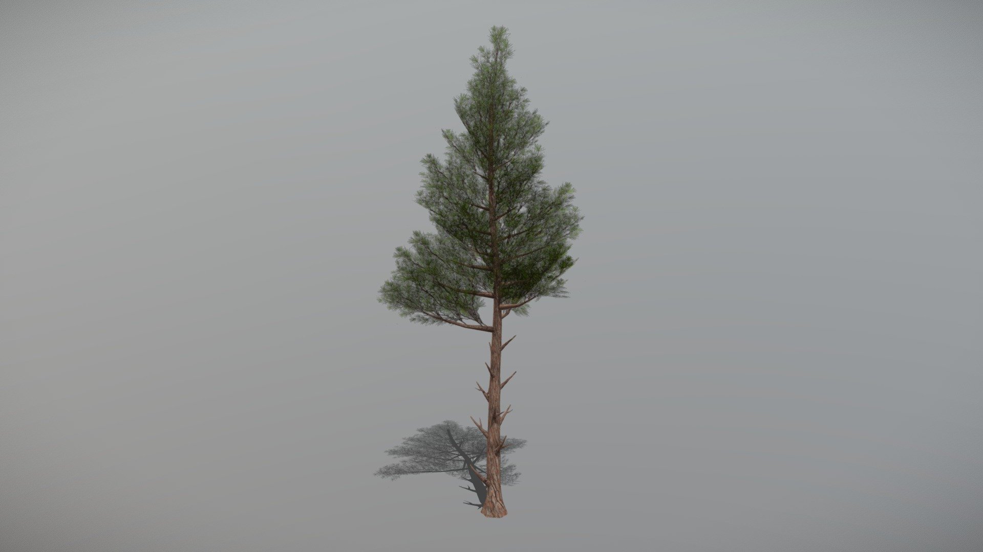 Pine 4 (Animated Tree) - Buy Royalty Free 3D model by bsp [4d02d0d ...