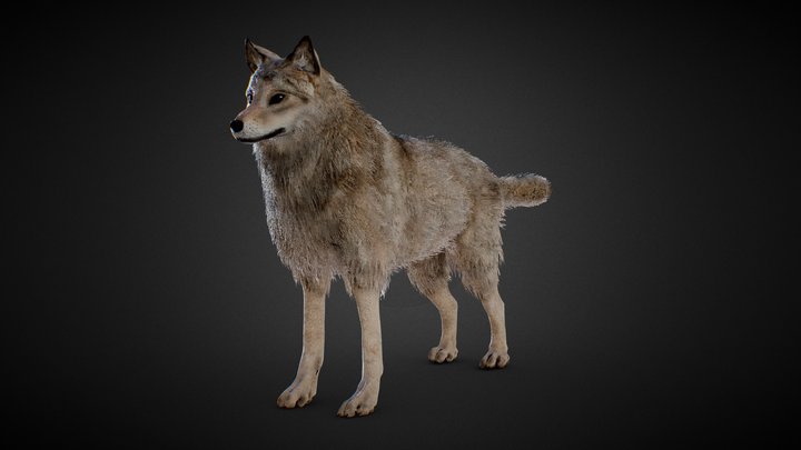 Wolves 3D models - Sketchfab