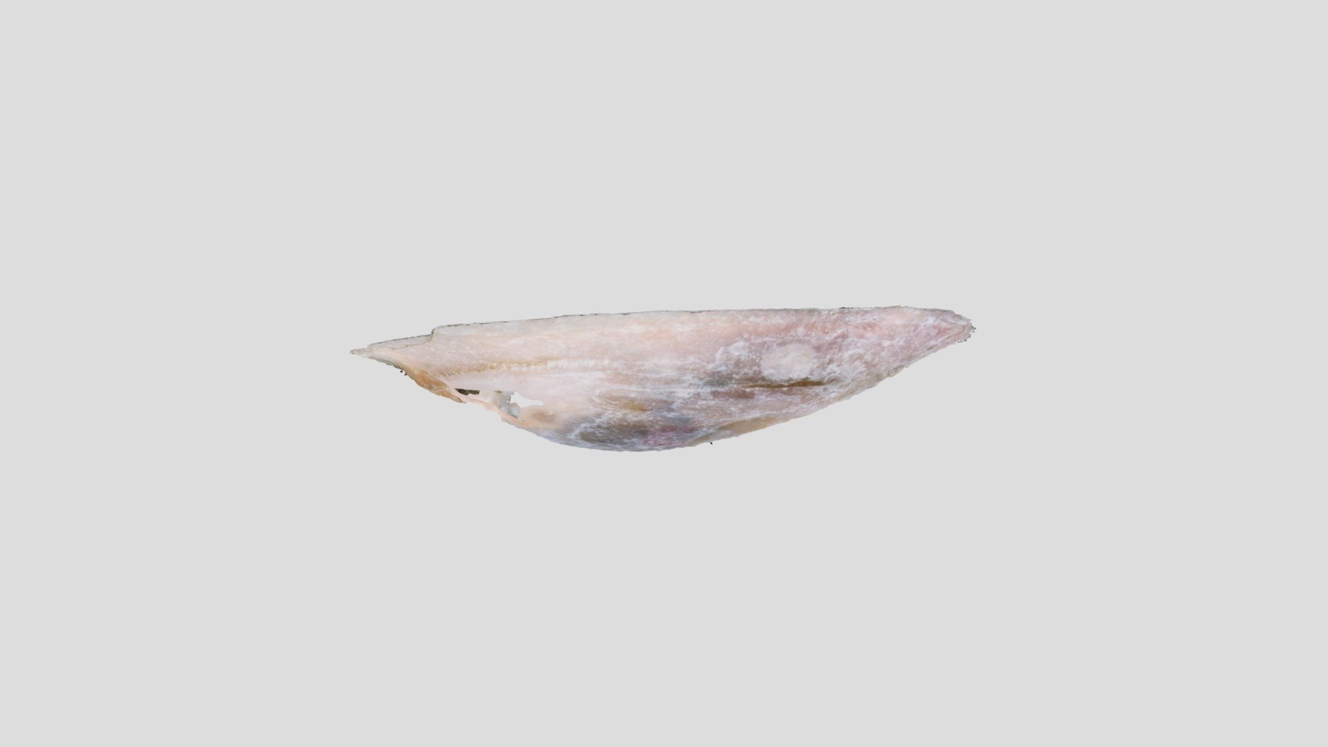 Freshwater mussel trial (inside of shell) - 3D model by emilyterrell ...