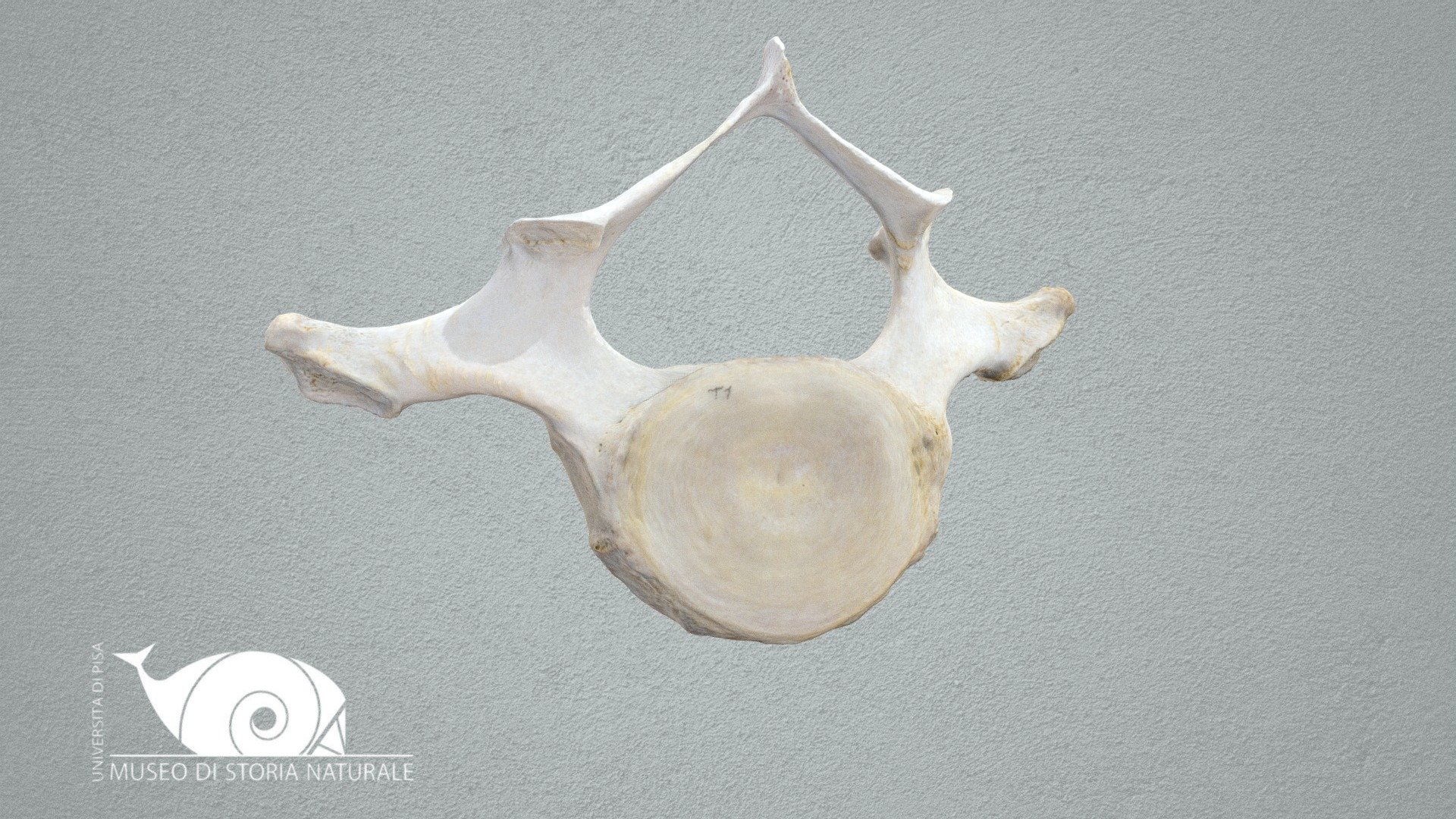 Risso's dolphin (First thoracic vertebra) - 3D model by Natural History ...