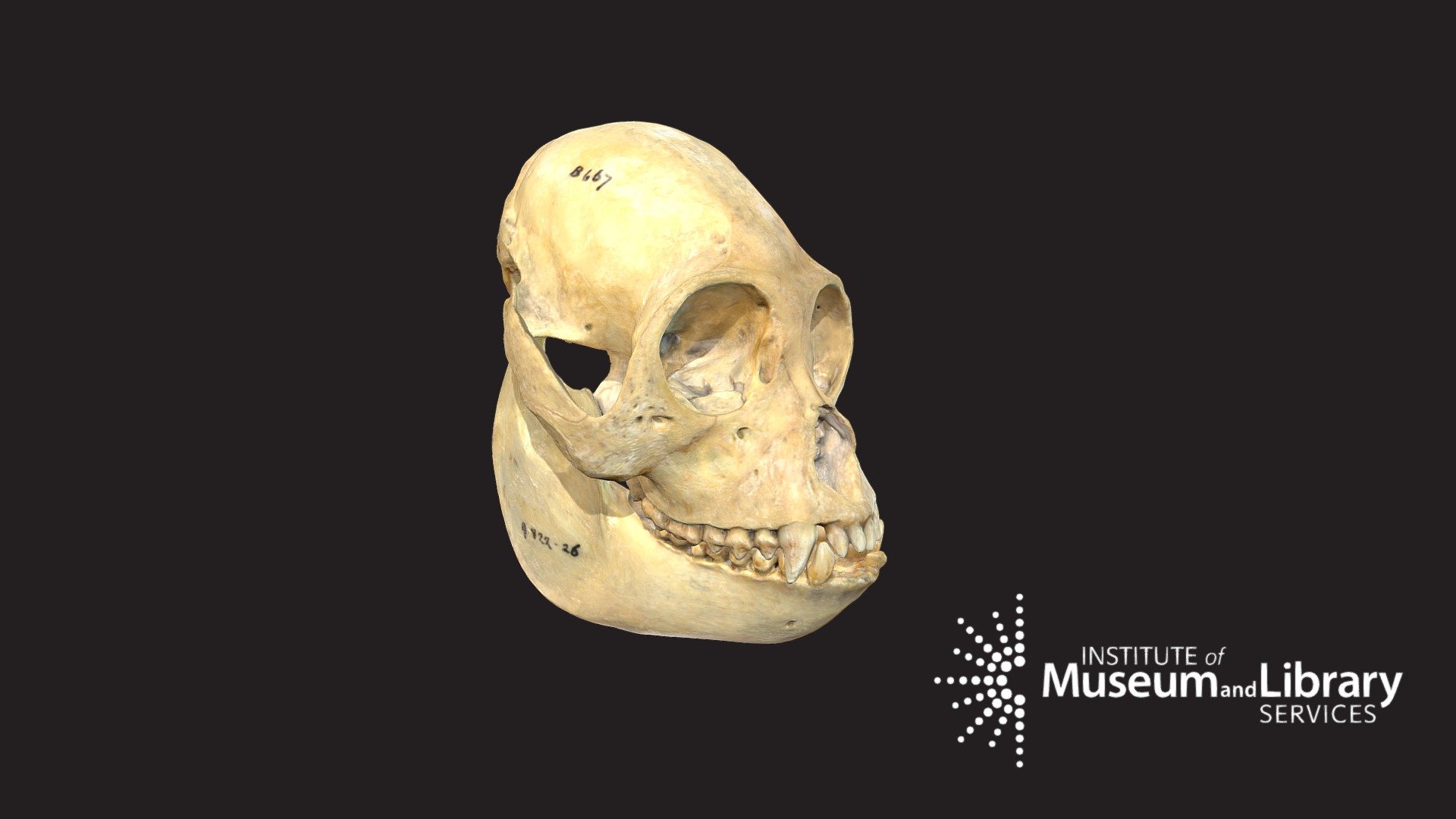 HTB 0667, Mantled Howler Monkey Skull - 3D model by Cleveland Museum of ...
