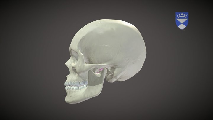 Tmj 3D models - Sketchfab