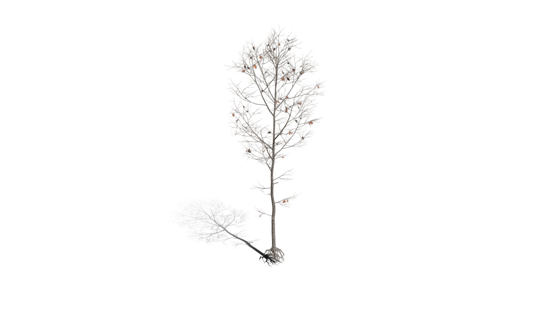 Realistic HD Northern red oak (102/138) - Download Free 3D model by ...