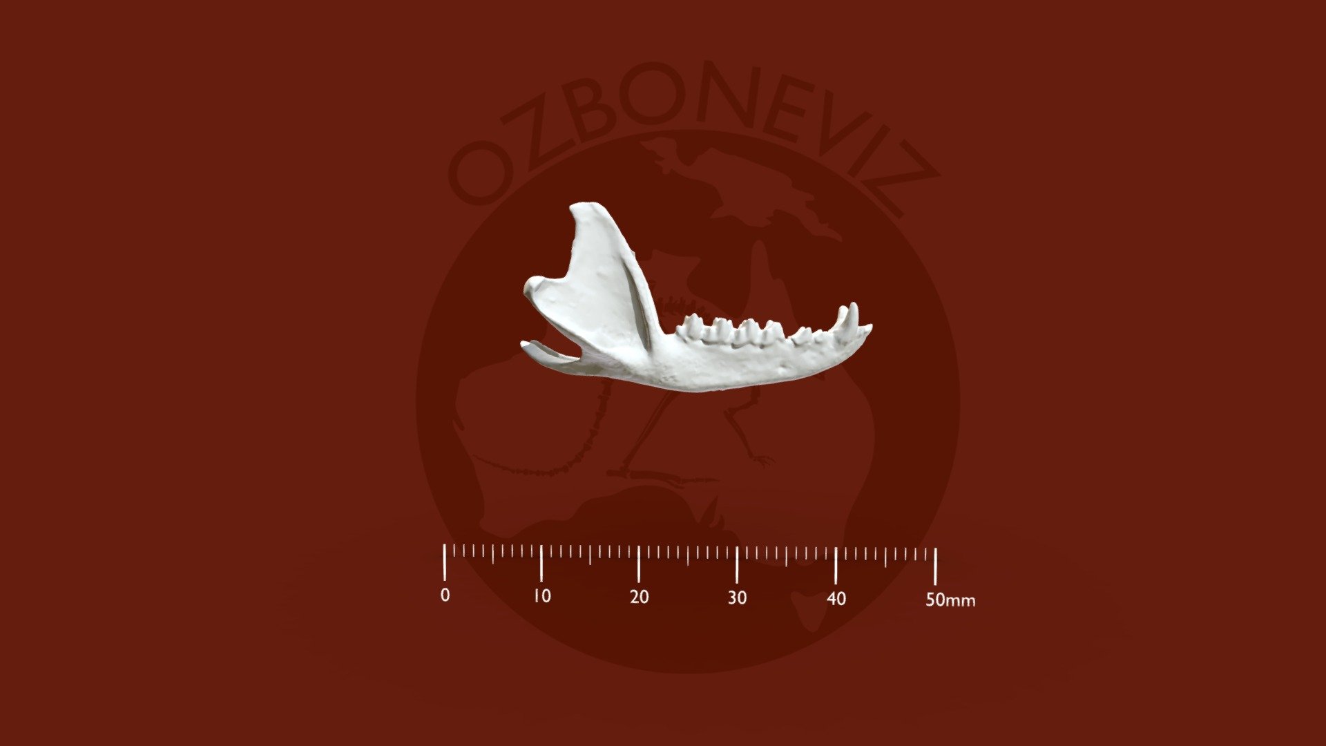 Crest-tailed mulgara mandible - 3D model by Ozboneviz [4d1a232] - Sketchfab