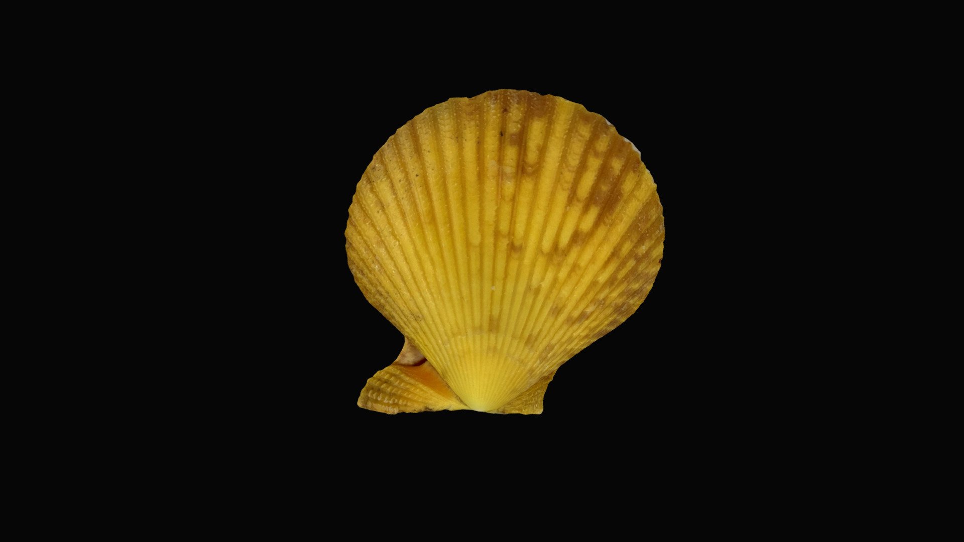 Mimachlamys sanguinea - 3D model by SOSA - Senckenberg Ocean Species ...