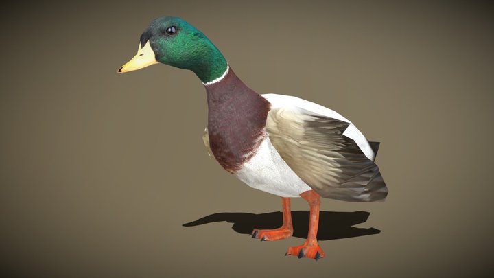 Domestic-duck 3D models - Sketchfab