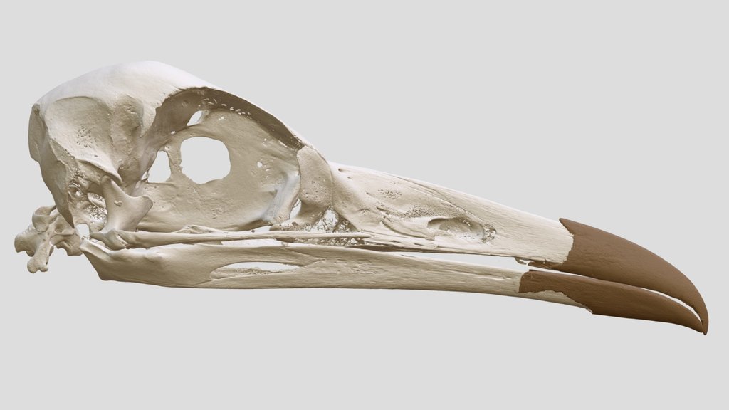 Bird Skulls - A 3D model collection by Biodiversity - Sketchfab