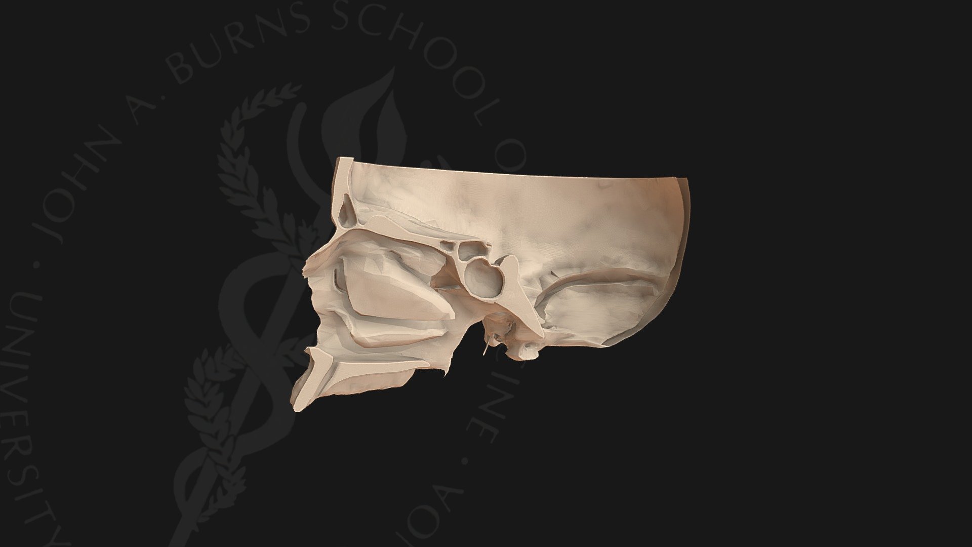 Nasal Conchae - 3D model by John A Burns School of Medicine (@jabsom ...