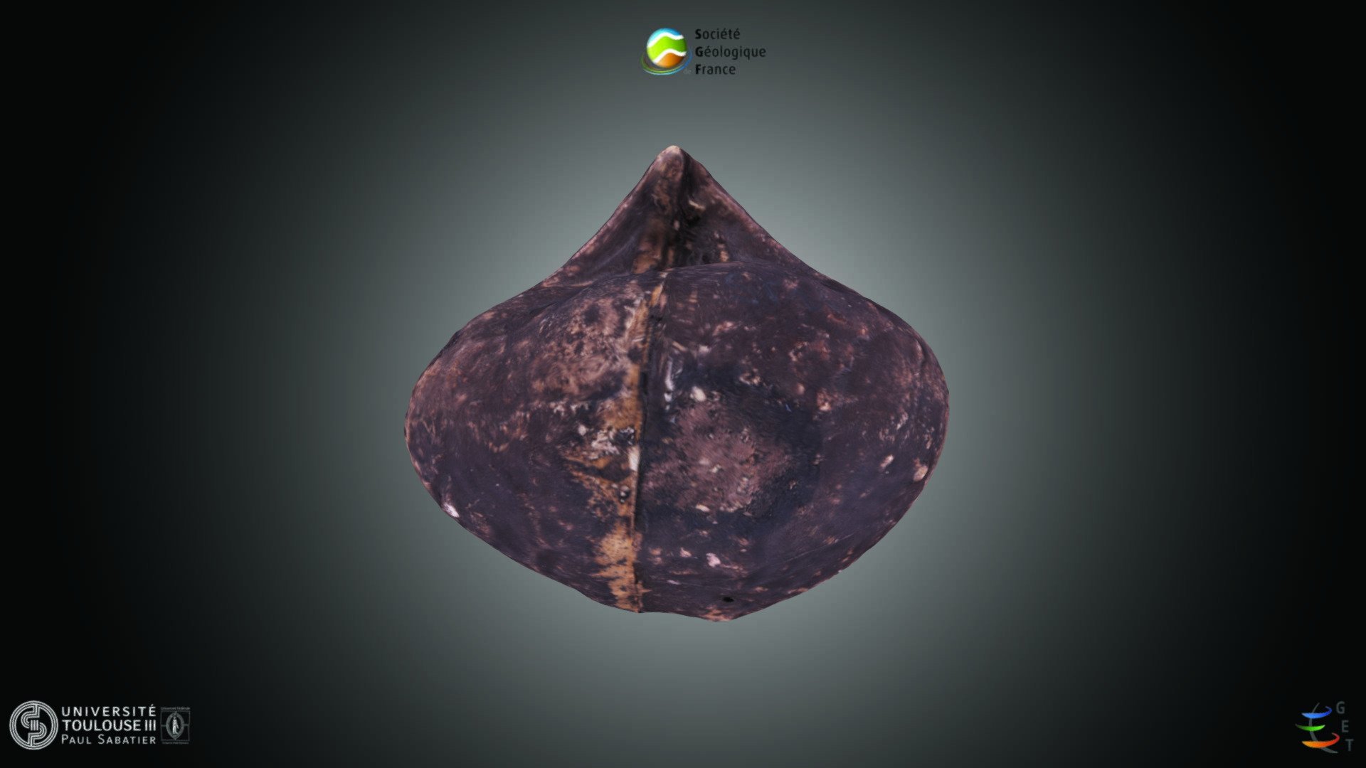Brachiopode - Stringocephalus burtini - Download Free 3D model by ...