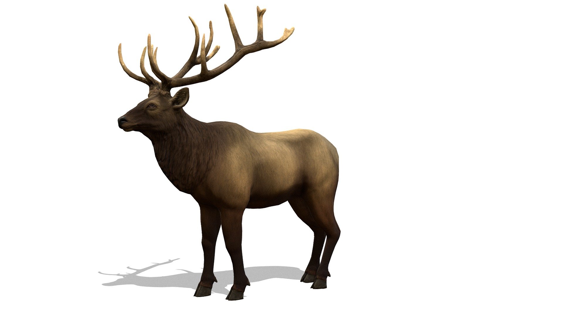 Rocky Mountain Elk stag - 3D model by RedDeer (@billl90) [4d27c6e ...
