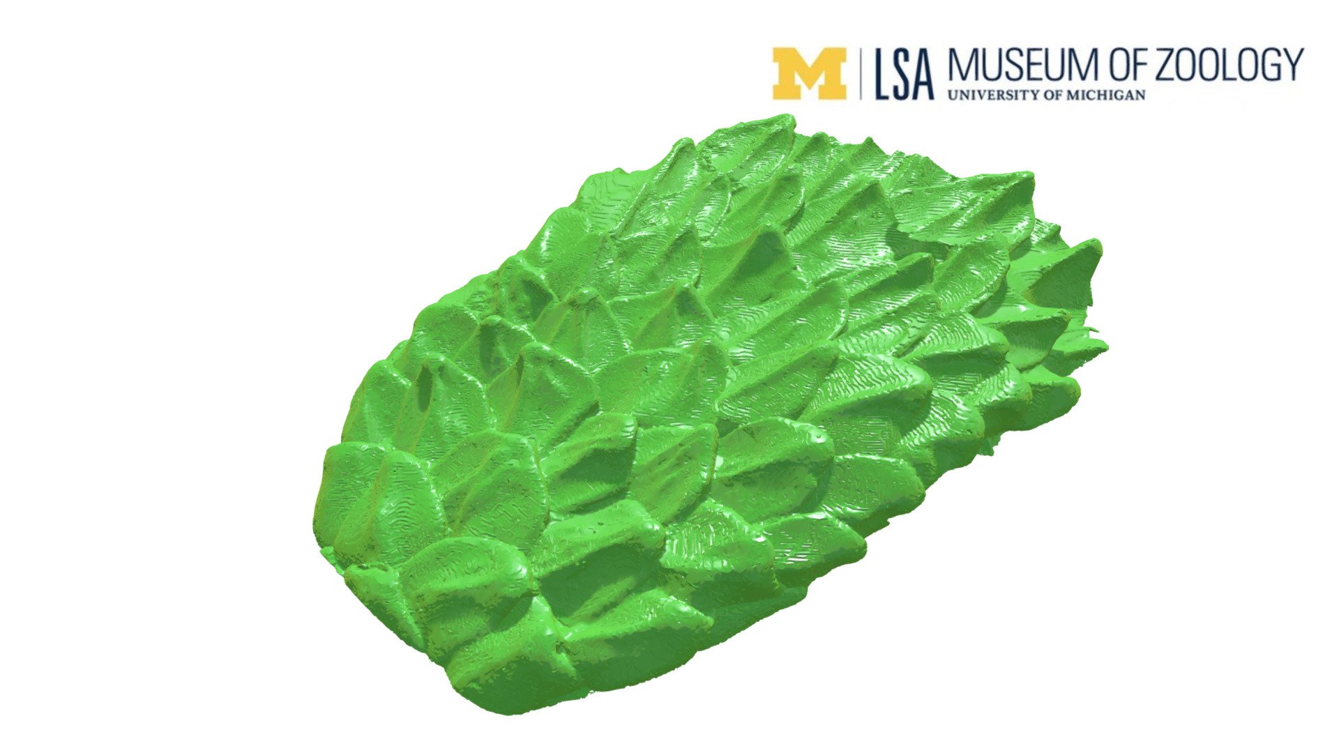 African Bush Viper Skin - 3D model by Michigan Herpetology (UMMZ ...