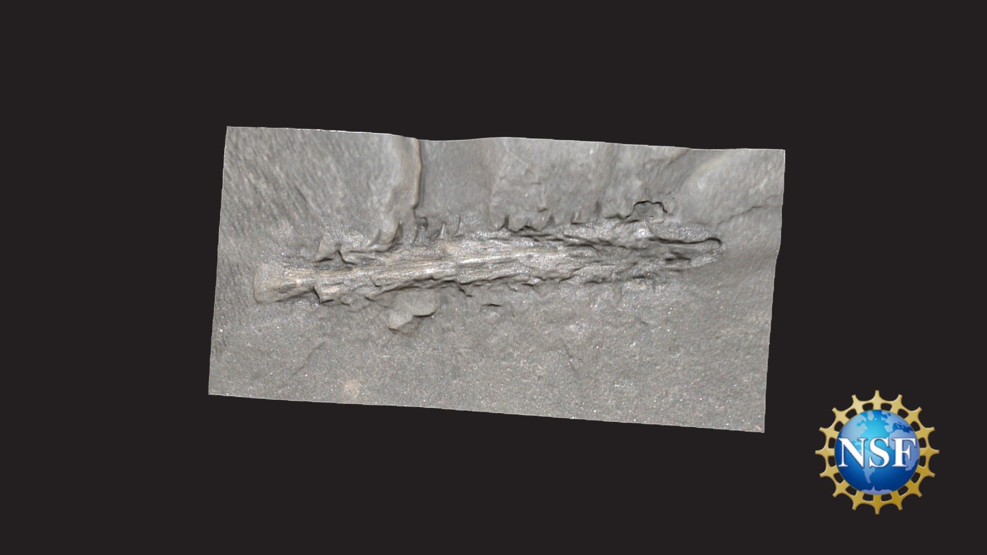 CMNH 8210, Tegeolepis Lower Jaw - 3D model by Cleveland Museum of ...